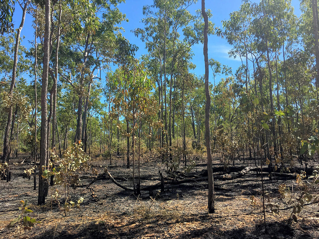 Warddeken Land Management | Wayfinders Circle