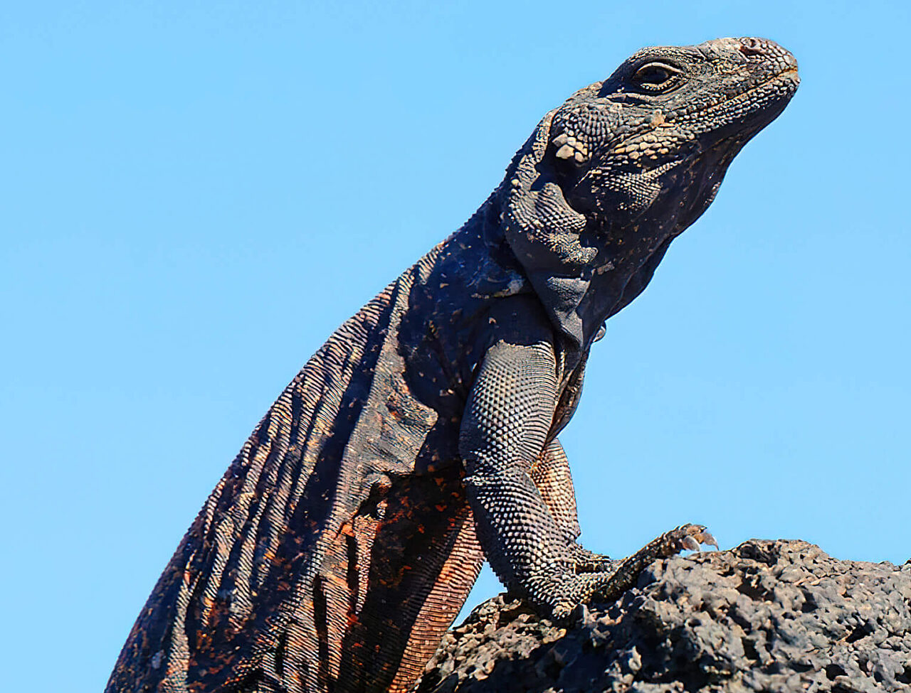 Native American Land Conservancy | Wayfinders Circle