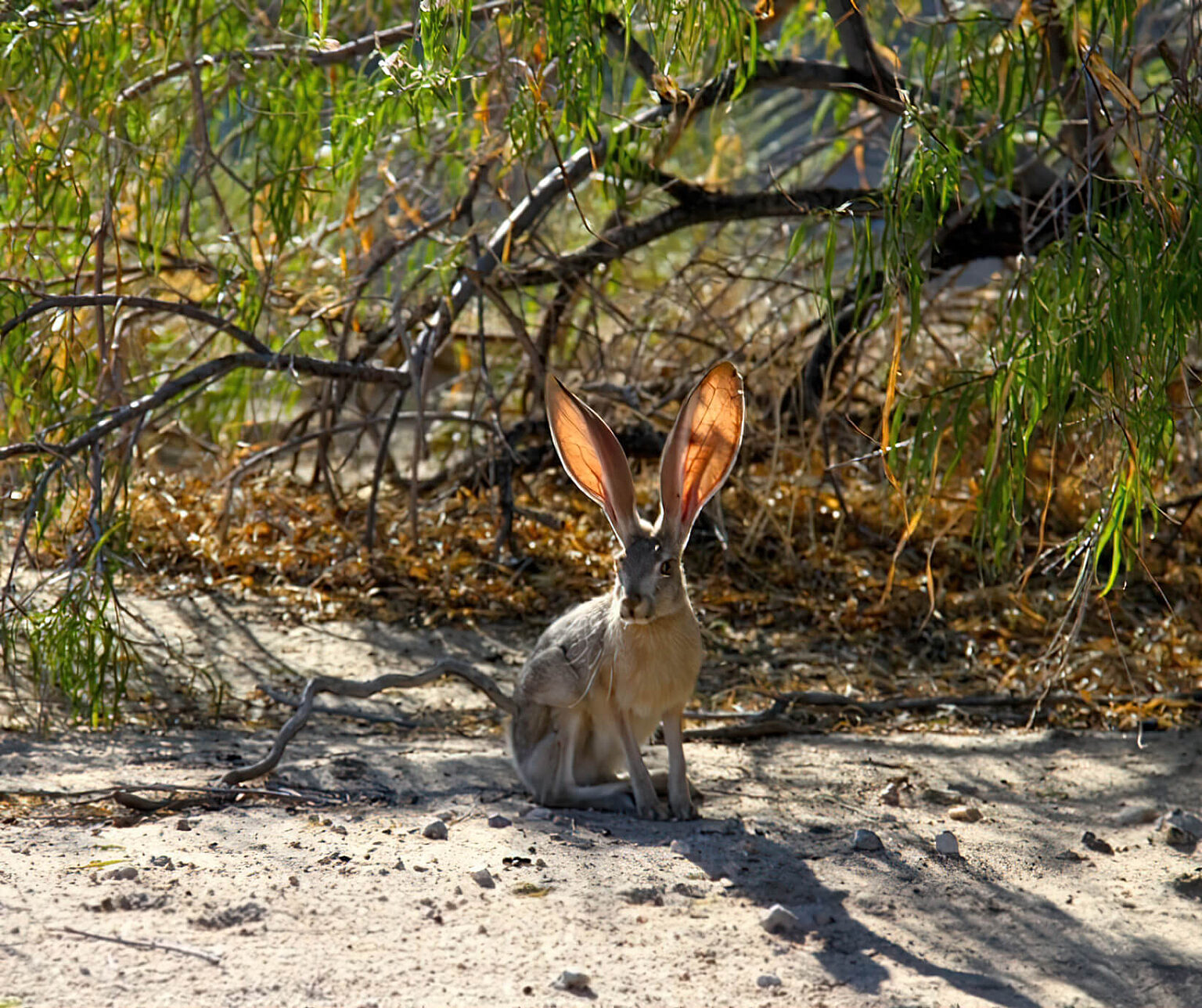 Native American Land Conservancy | Wayfinders Circle